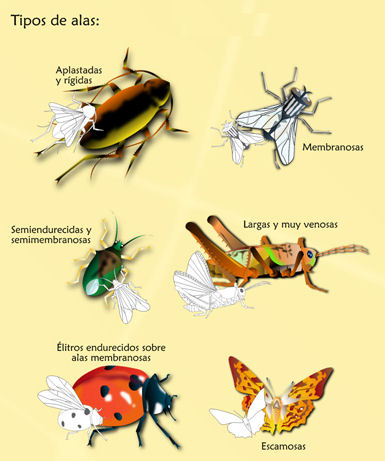 Adaptación en los insectos: Alas